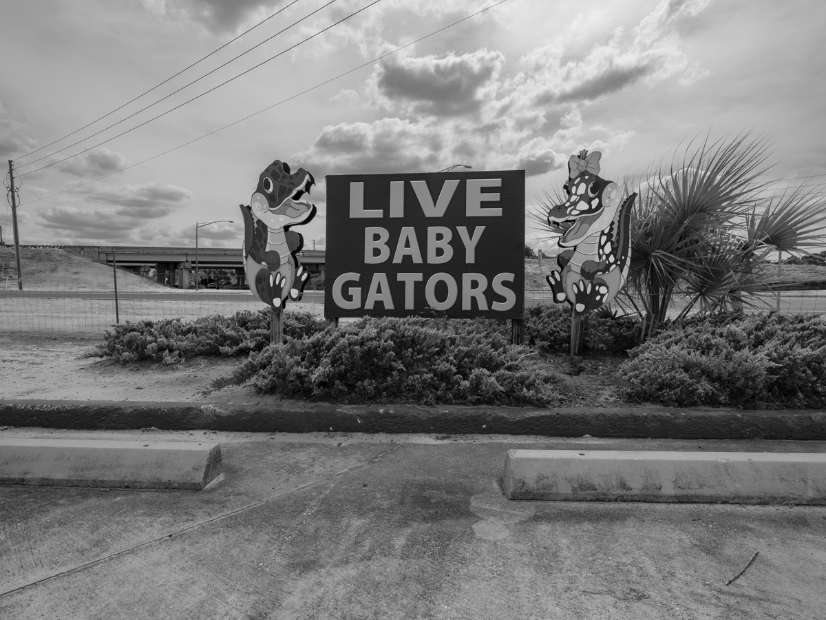 Baby Gators – Sherri Bunye Photography